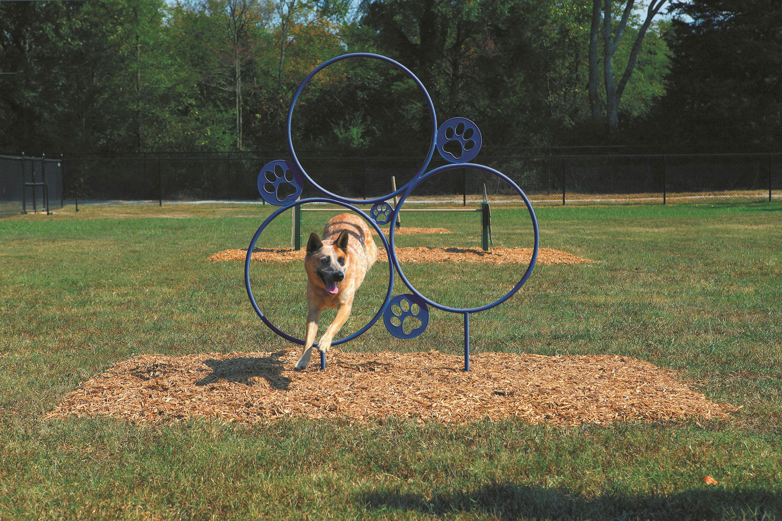 Dog Equipment Dog Agility Training Equipment Dog Agility Course Dog Equipment Dog Agility Training Equipment Dog Agility Course